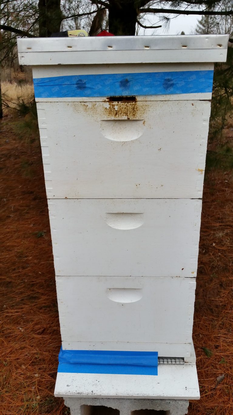 Signs of Hive Robbing – The Beekeeper's Corner