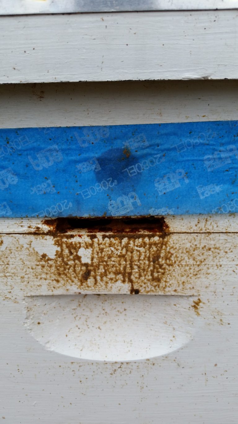 Signs of Hive Robbing – The Beekeeper's Corner