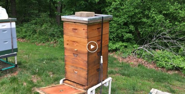 The Beekeeper's Corner – A podcast dedicated to the enjoyment of ...